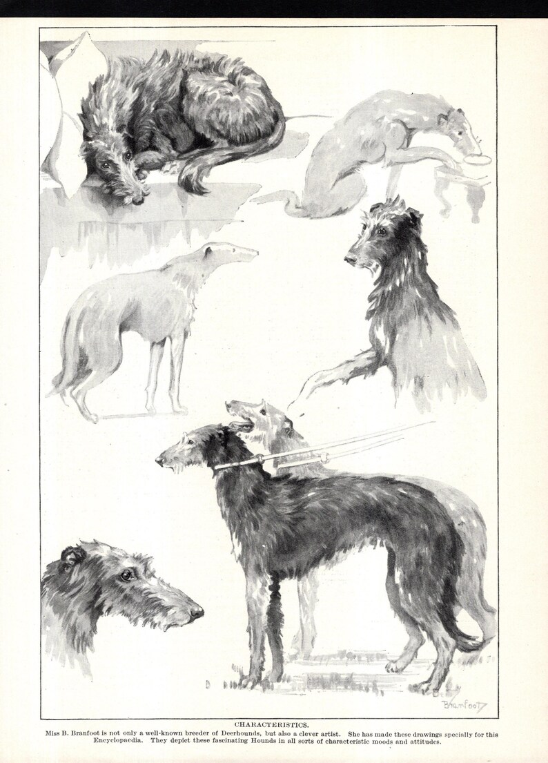 1930's Antique DEERHOUND Print Wall Art Decor B Branfoot Scottish ...