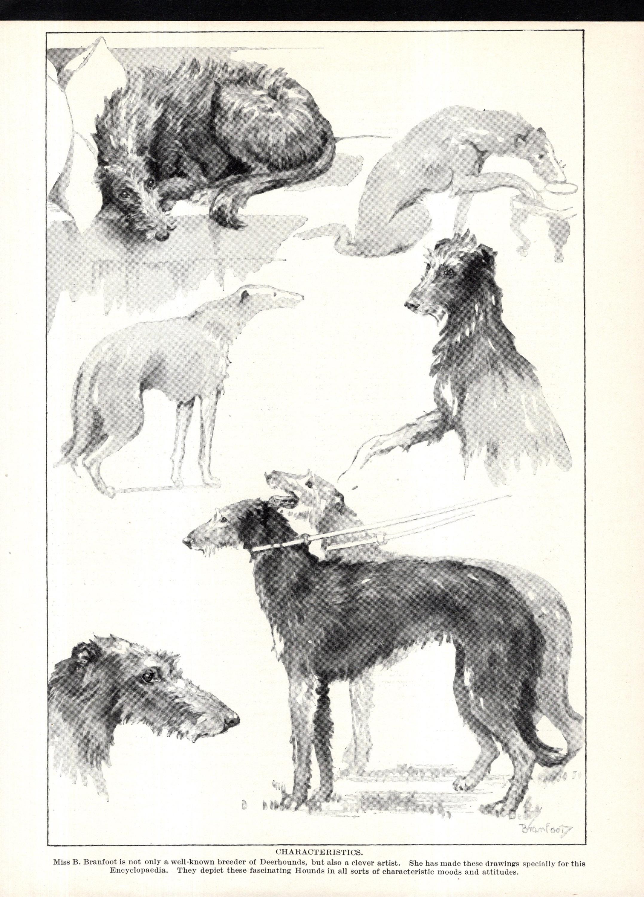1930's Antique DEERHOUND Print Wall Art Decor B Branfoot Scottish ...