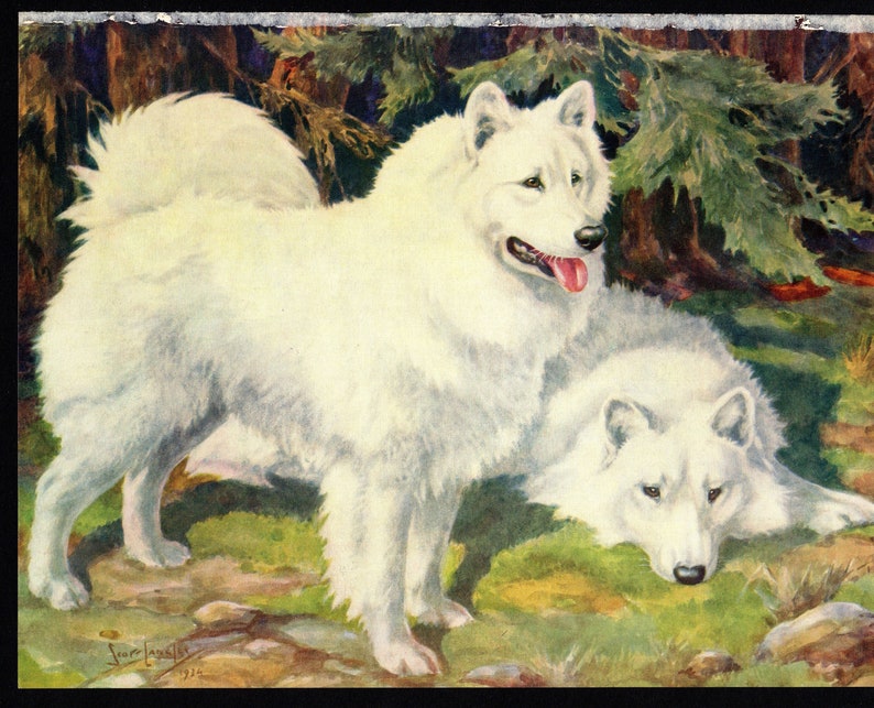 Antique Samoyed Art Print Wall Art Decor 1930s Nina Scott Langley ...