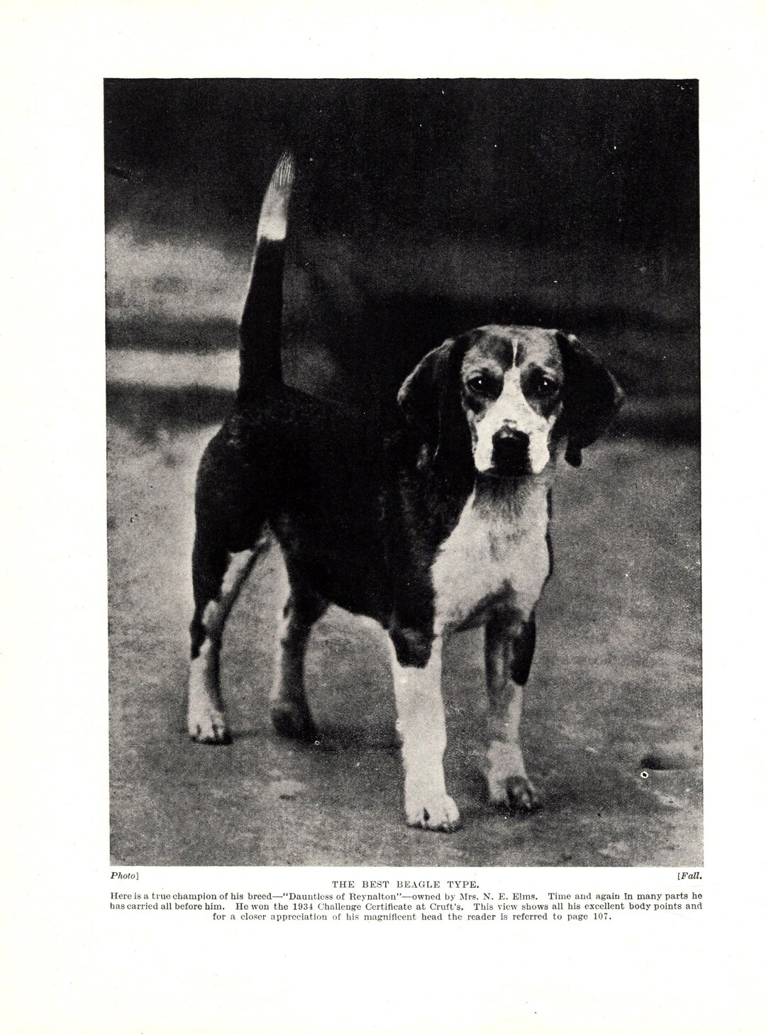 1930's Antique Beagle Print Wall Decor Champion Beagle Dauntless of ...