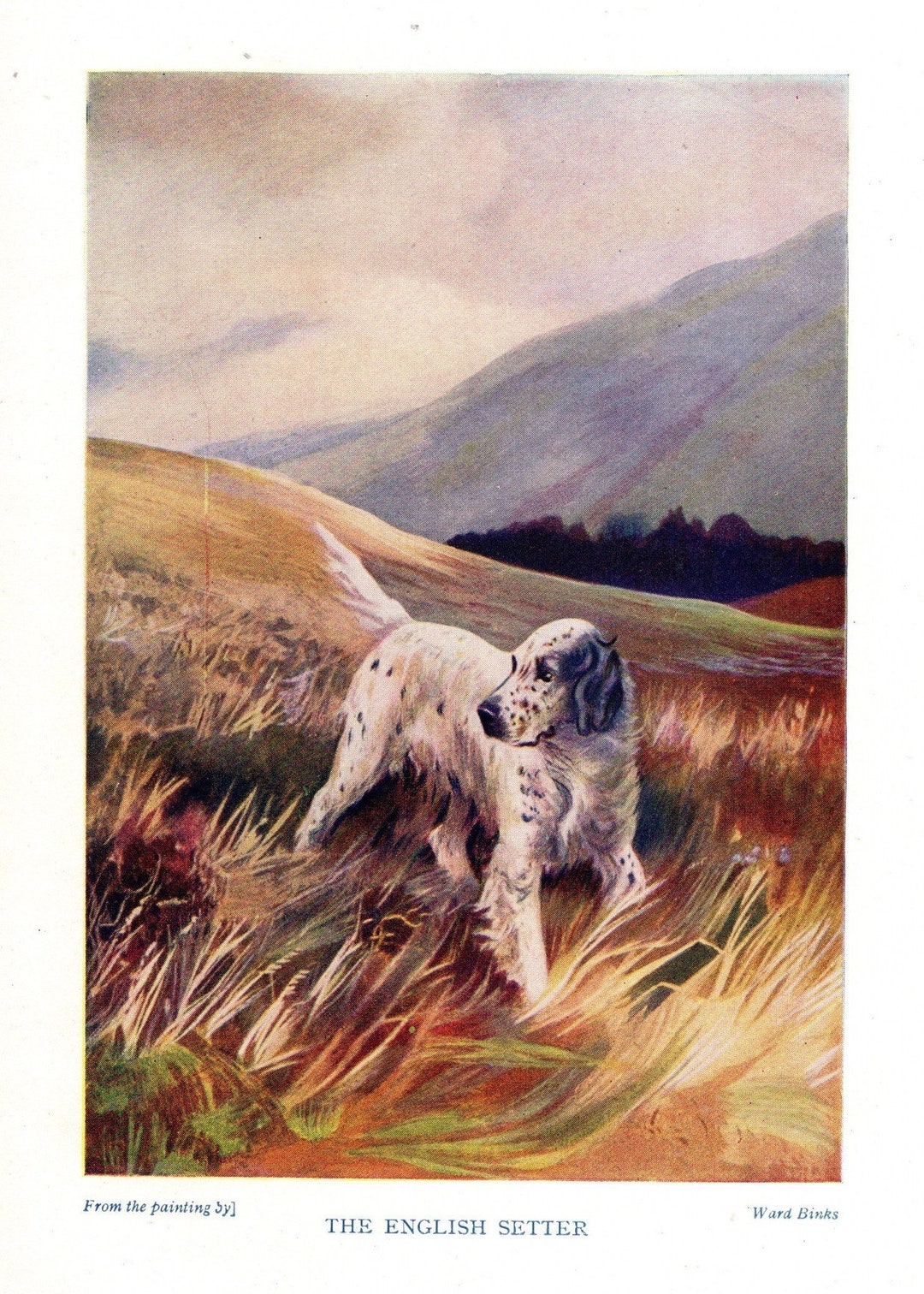 Antique English Setter Art Print 1931 Ward Binks English Setter Hunting ...