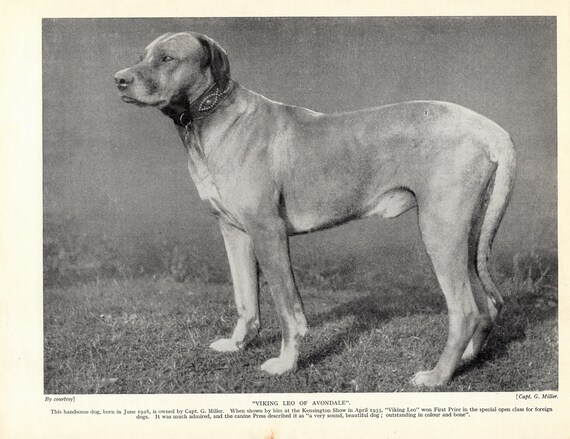 1930's Antique RHODESIAN RIDGEBACK Print Viking Leo of - Etsy