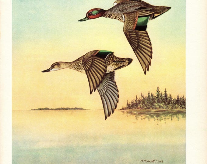 Vintage Green Winged Teal Duck Print Wall Art Decor 1950s Teal Duck ...