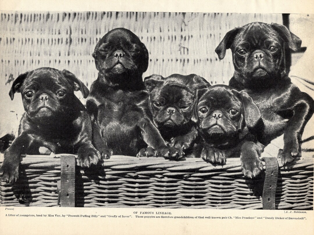 1930's Antique Pug Dog Print Champions Paul and Peter of Inver and ...