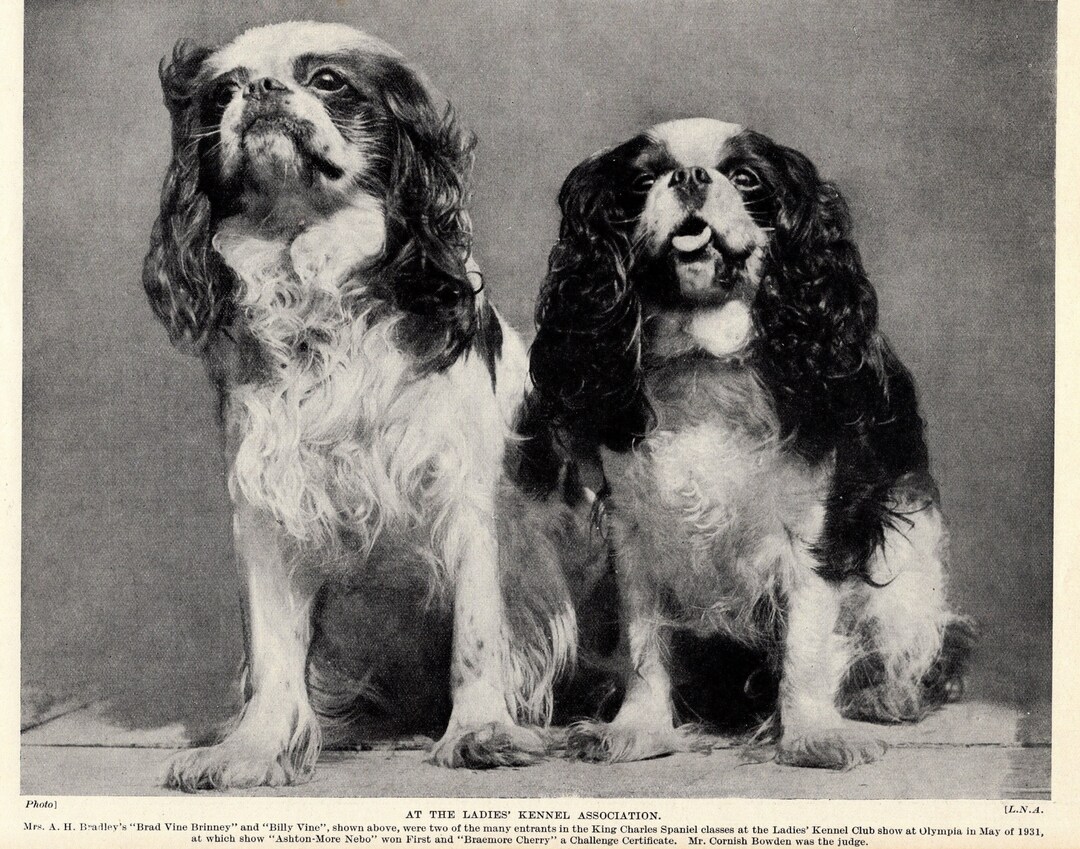 1930's Antique King Charles Spaniel Print Brad Vine Brinney and Billy ...