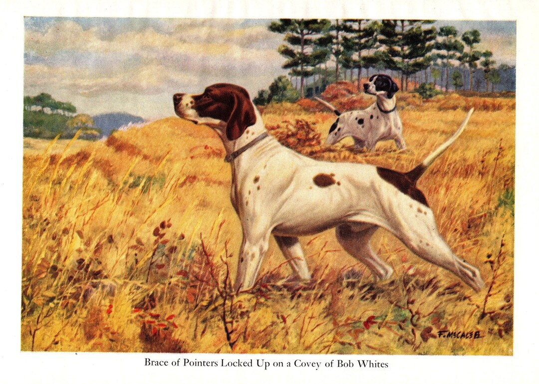 1948 Pointer Print Gundog Wall Art Decor Fred Mccaleb Hunting Dog ...