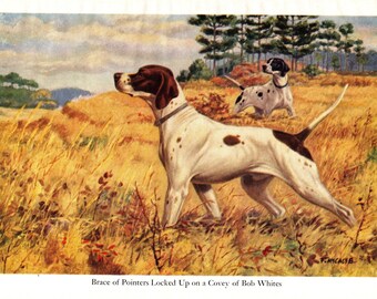 1936 Antique Pointer Dog Print Vernon Stokes Hunting Dog Illustration ...