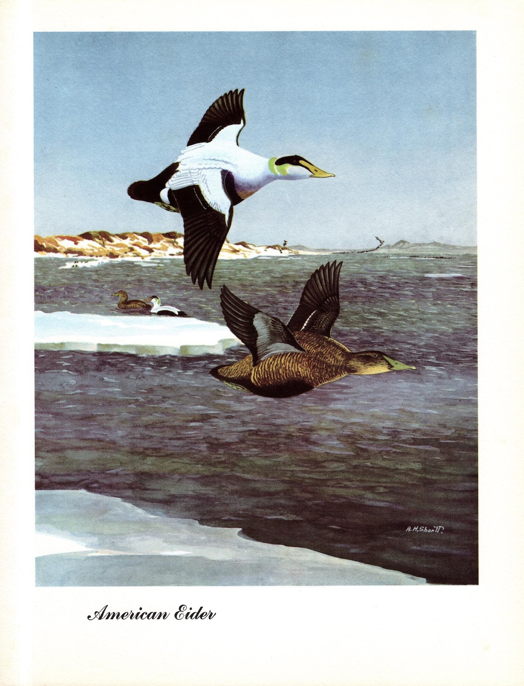Vintage American Eider Duck Print Wall Art Decor 1950s Bird Print Duck ...
