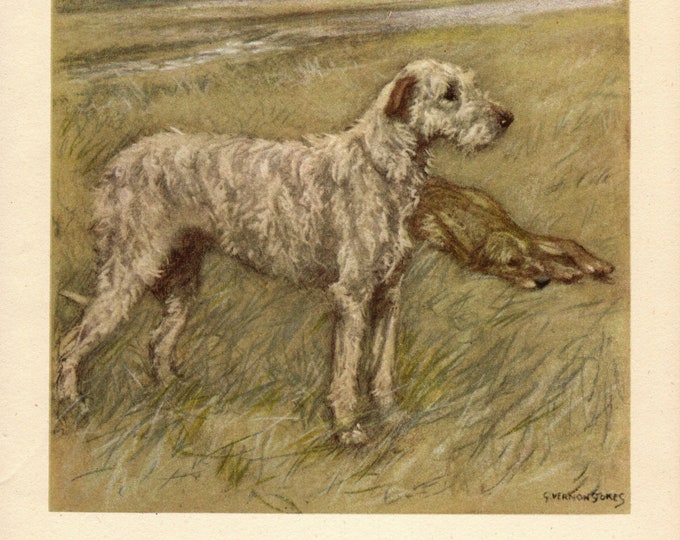 1935 Antique Collie Print Wall Art Decor Lovely Malcolm Nicholson ...