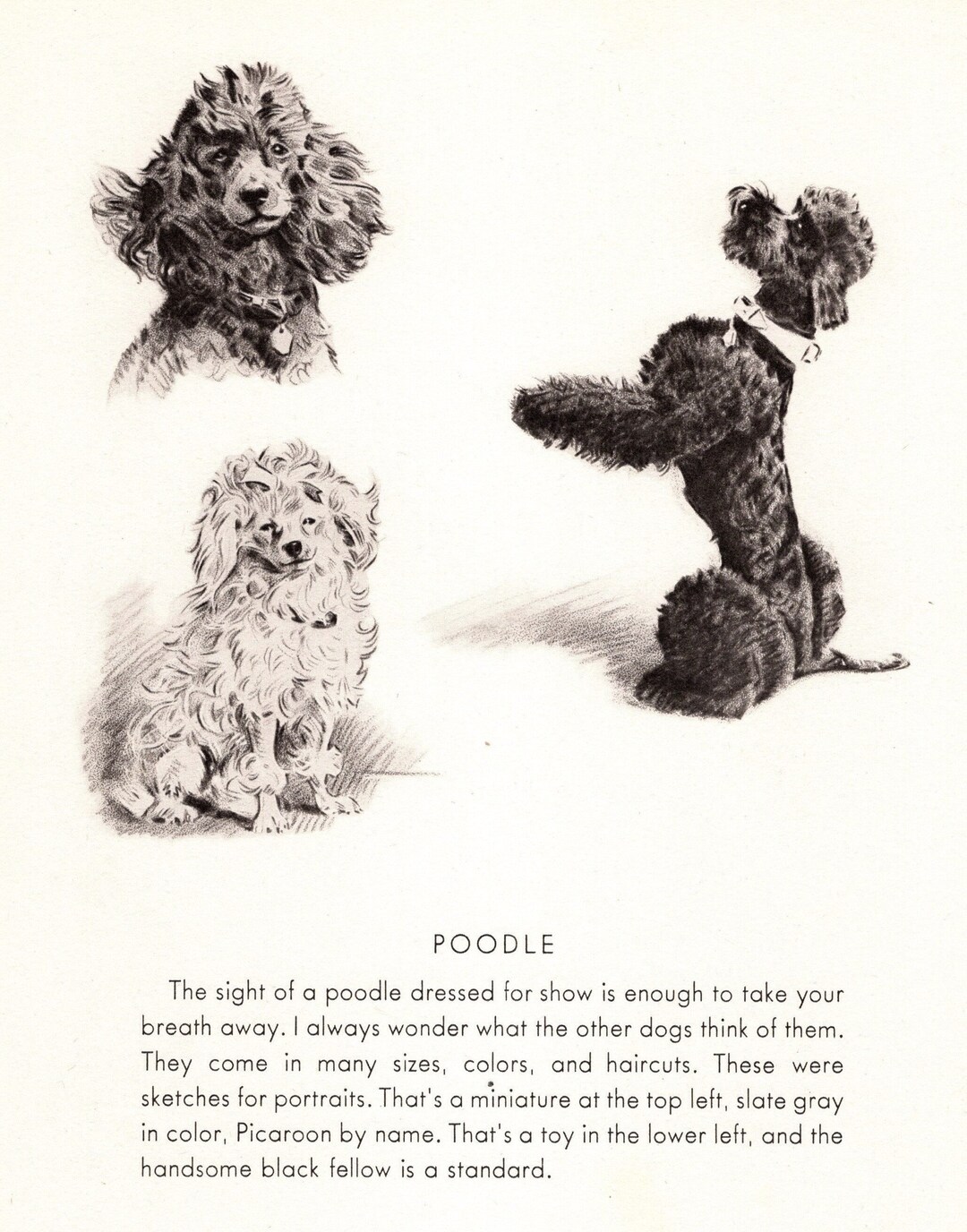 Vintage Poodle Print Wall Art Decor 1940s Morgan Dennis Poodle Art ...