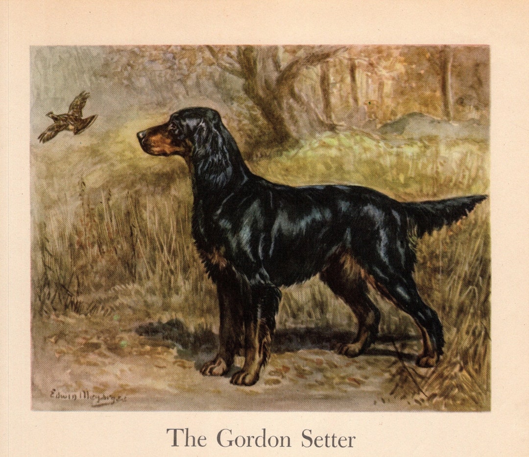 1942 Antique GORDON SETTER Print Wall Art Decor Gundog Illustration ...