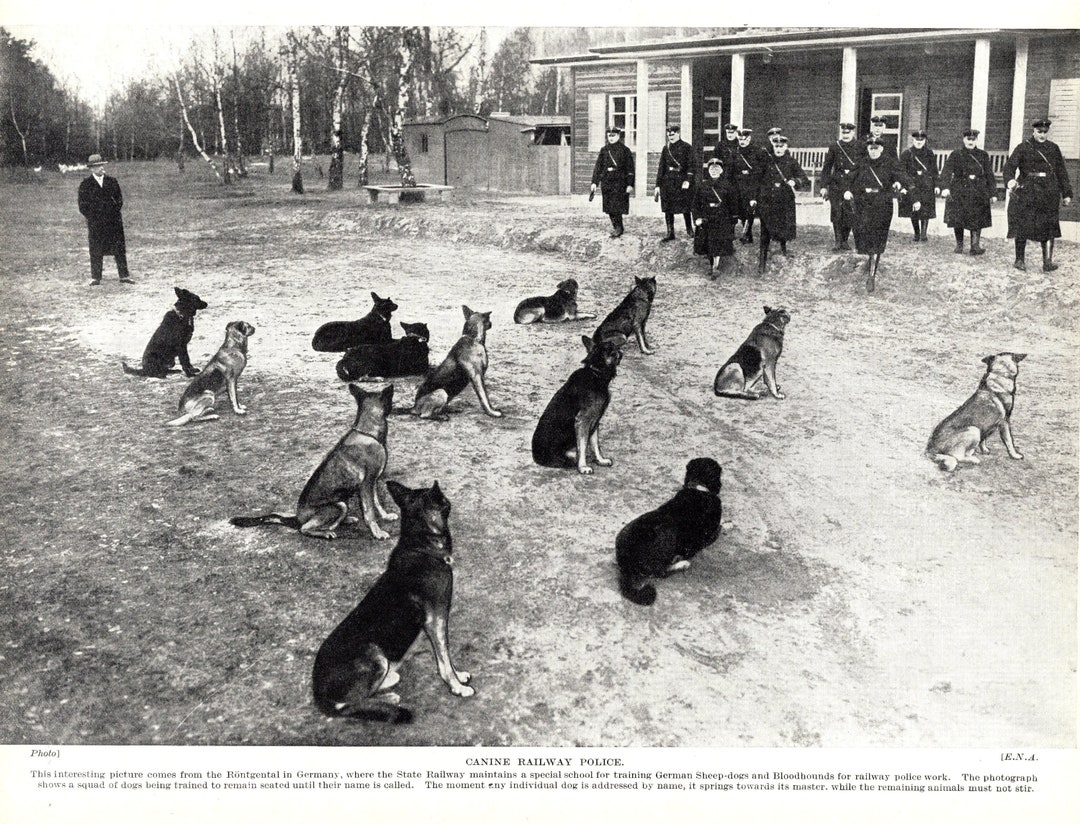 1930's Antique GERMAN SHEPHERD Dog Print Police Dog Training in Germany ...