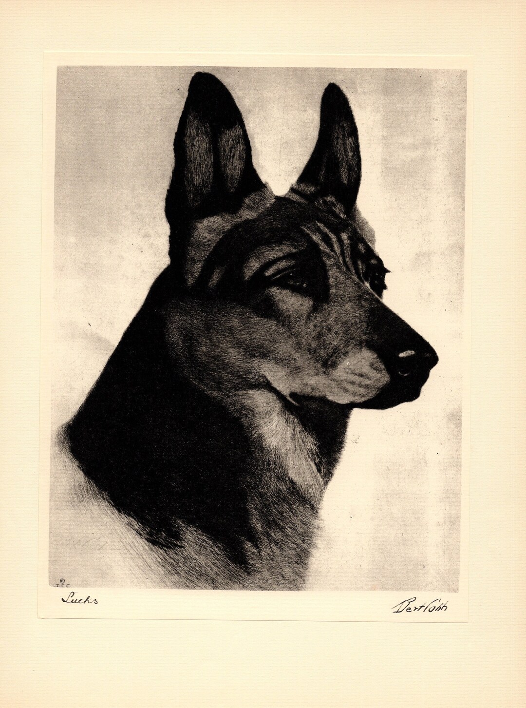 Antique German Shepherd Print Luchs German Shepherd Illustration Wall ...