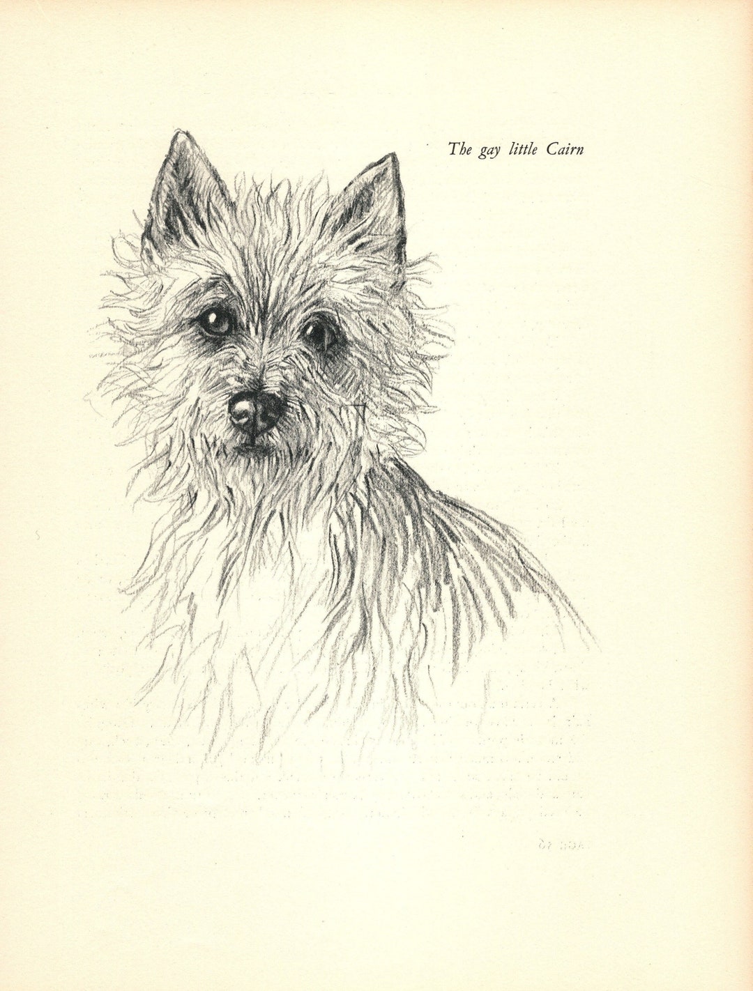 Vintage Cairn Terrier Dog Art Print Wall Art Decor 1938 K Barker Cairn ...