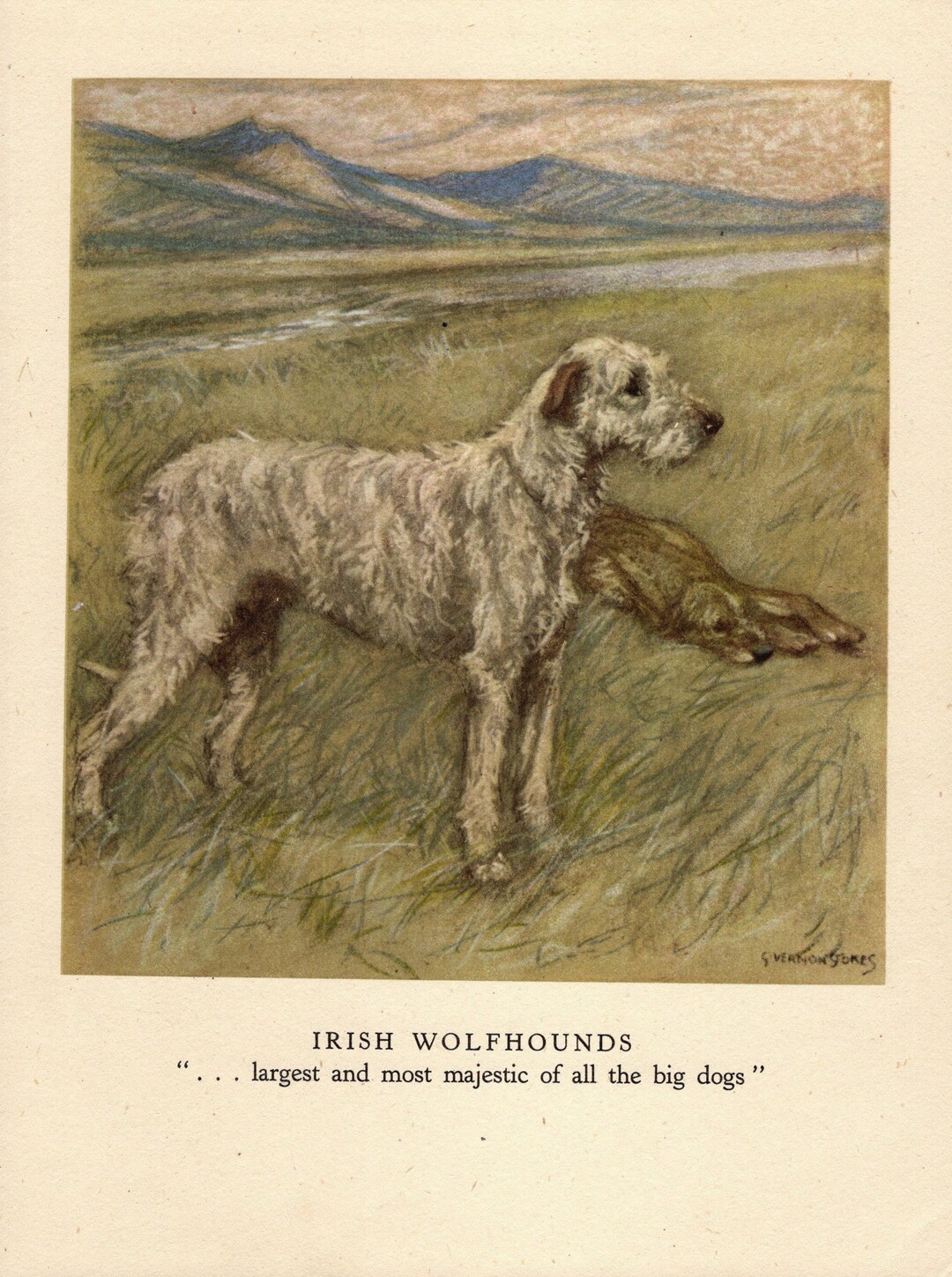 1947 Vintage Irish Wolfhound Print Wall Art Decor Vernon Stokes Irish ...