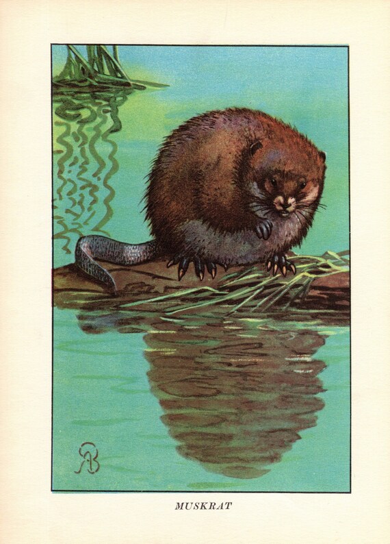 Antique Muskrat Print Vintage Muskrat Art Illustration Gallery - Etsy