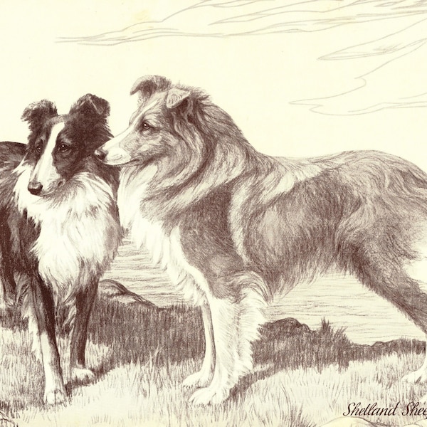 Sheltie Print - Etsy