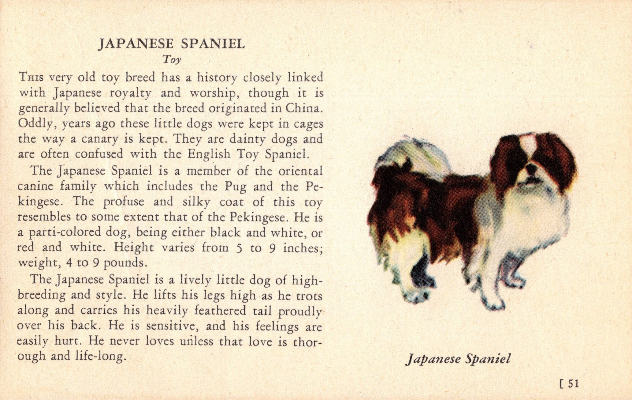 Miniature Japanese Chin