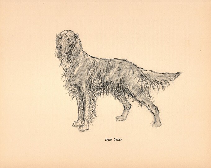 Antique Irish Setter Print Wall Art Decor 1938 Vintage K Barker Irish ...