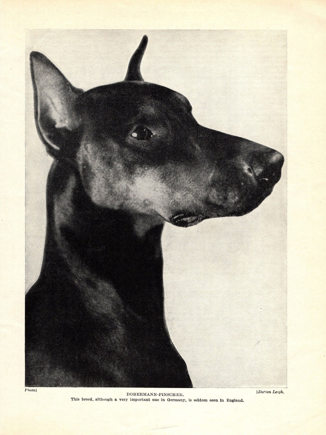 1930's Antique DOBERMAN Dog Print Vintage Doberman Head Print Wall ...