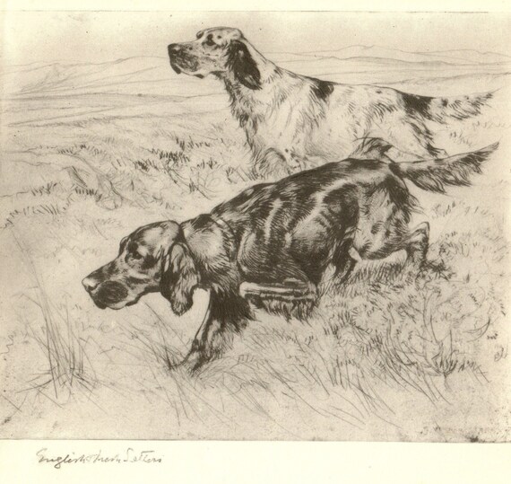 1938 Antique Irish and English Setter Dog Art Print Vernon | Etsy