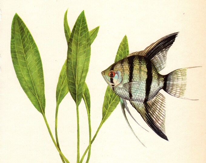 Vintage Tropical Angelfish Fish Print Gallery Wall Art Decor ...