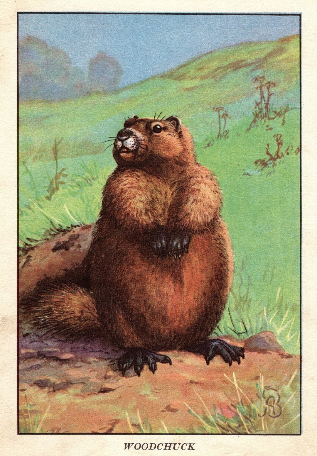 Antique Woodchuck Print Vintage Woodchuck Art Illustration Gallery Wall ...