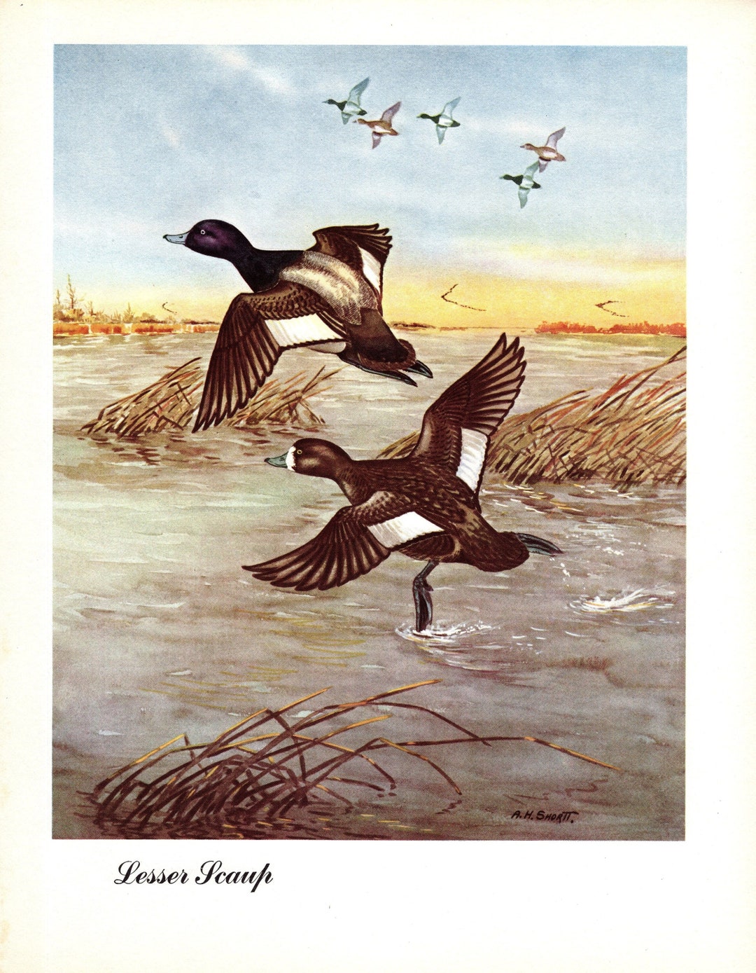 Vintage Duck Art Print Lesser Scaup Duck Wall Art Decor 1950s Bird ...