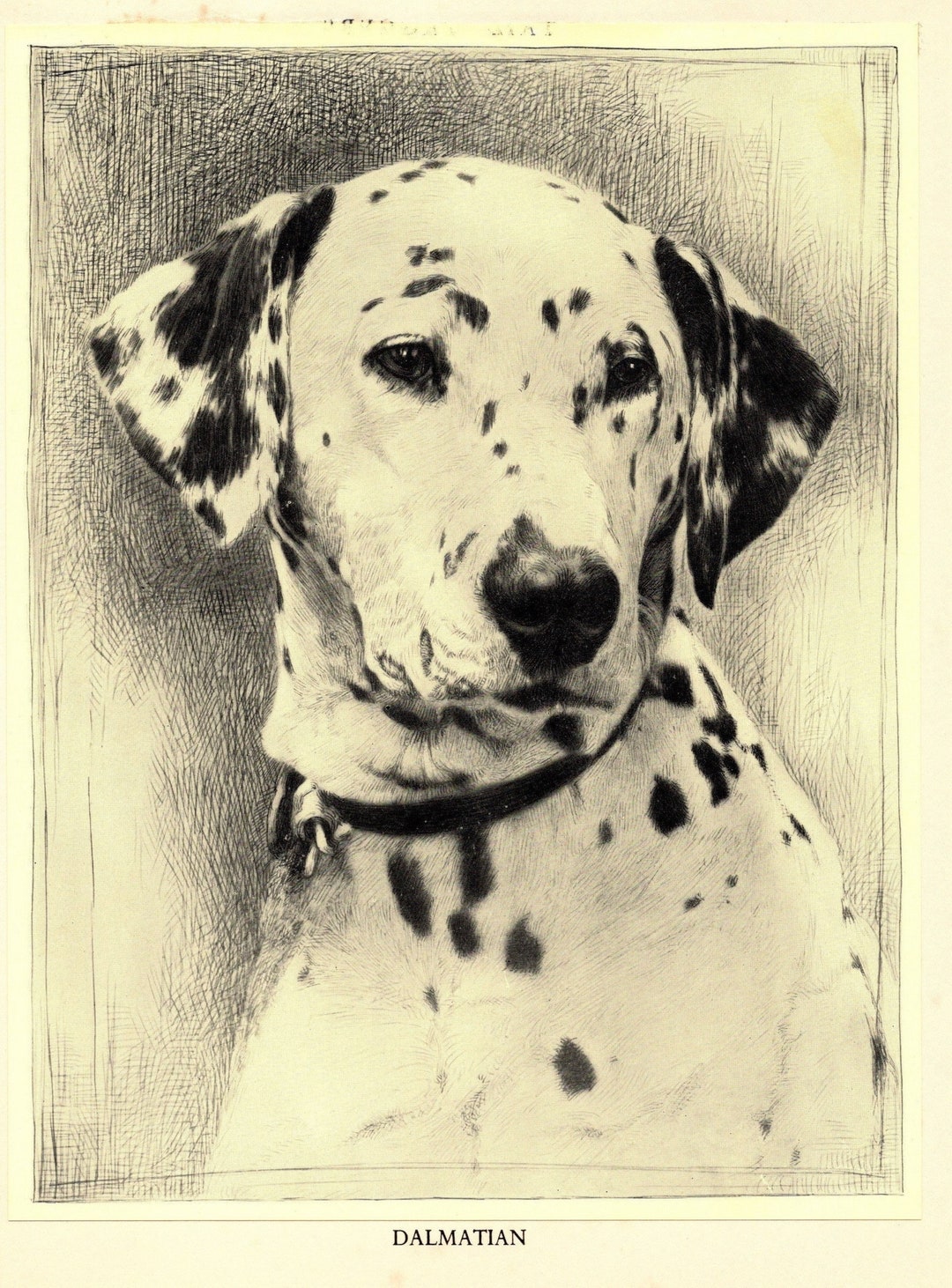 1935 Antique Dalmatian Print Wall Art Decor Malcolm Nicholson - Etsy