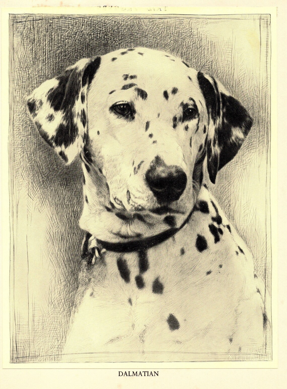1935 Antique Dalmatian Print Wall Art Decor Malcolm Nicholson - Etsy