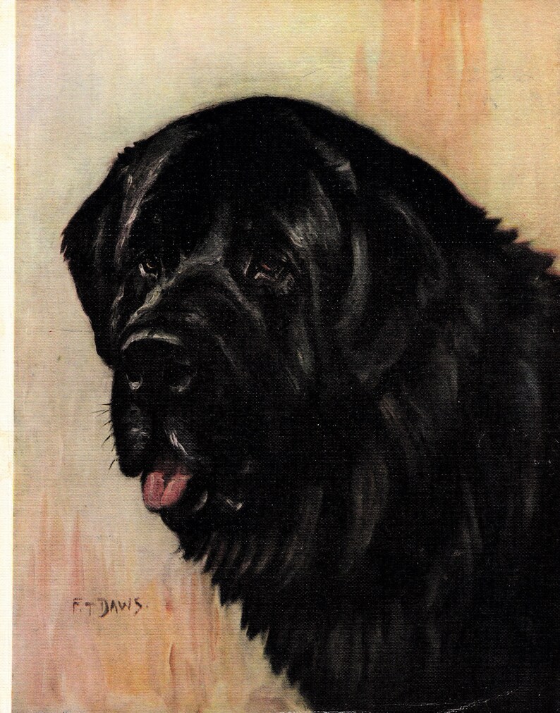 1930's Antique NEWFOUNDLAND Print Wall Art Decor Vintage F - Etsy