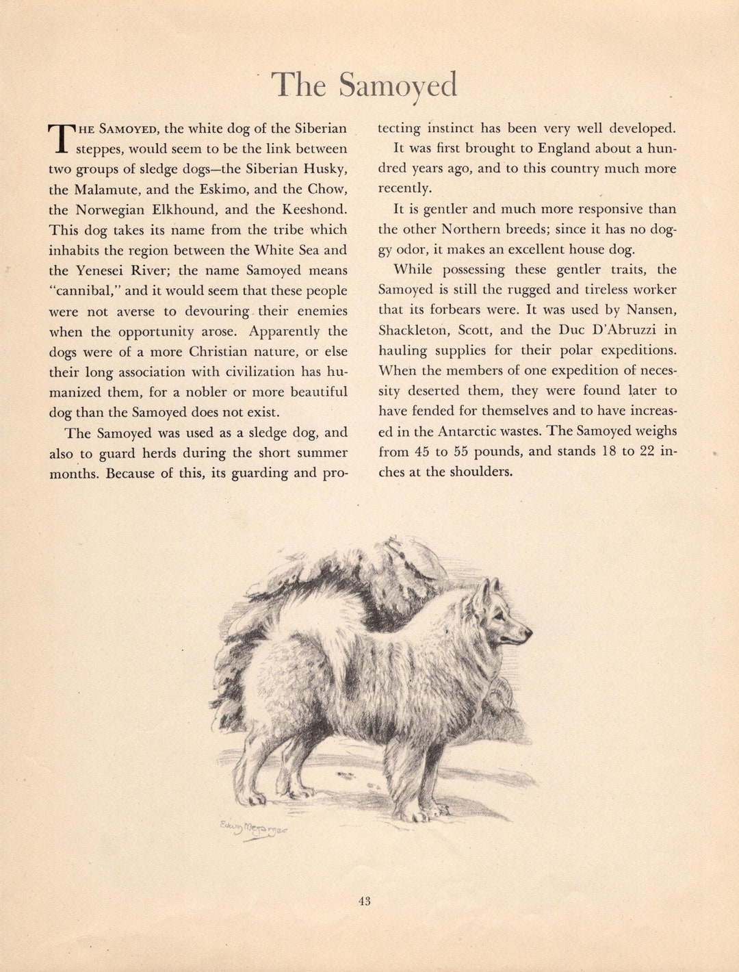 1942 Antique Samoyed Print Wall Art Decor Vintage Edwin Megargee ...