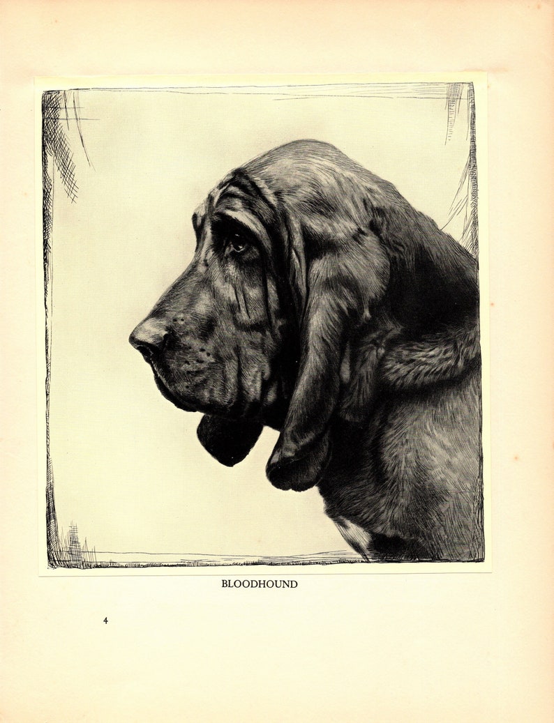 1935 Antique Bloodhound Dog Art Print Lovely Malcolm Nicholson | Etsy