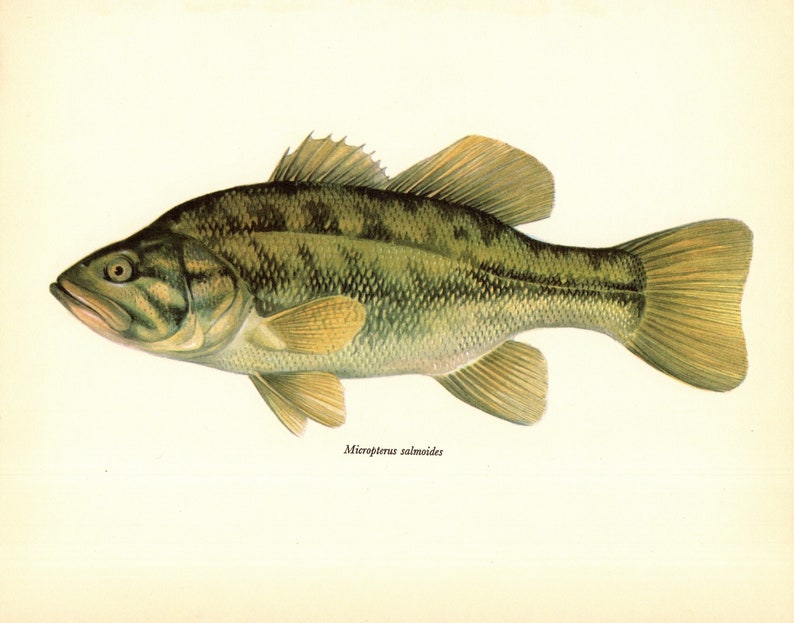 Largemouth Bass Fish Print Vintage Fish Wall Art Fishing Lake | Etsy