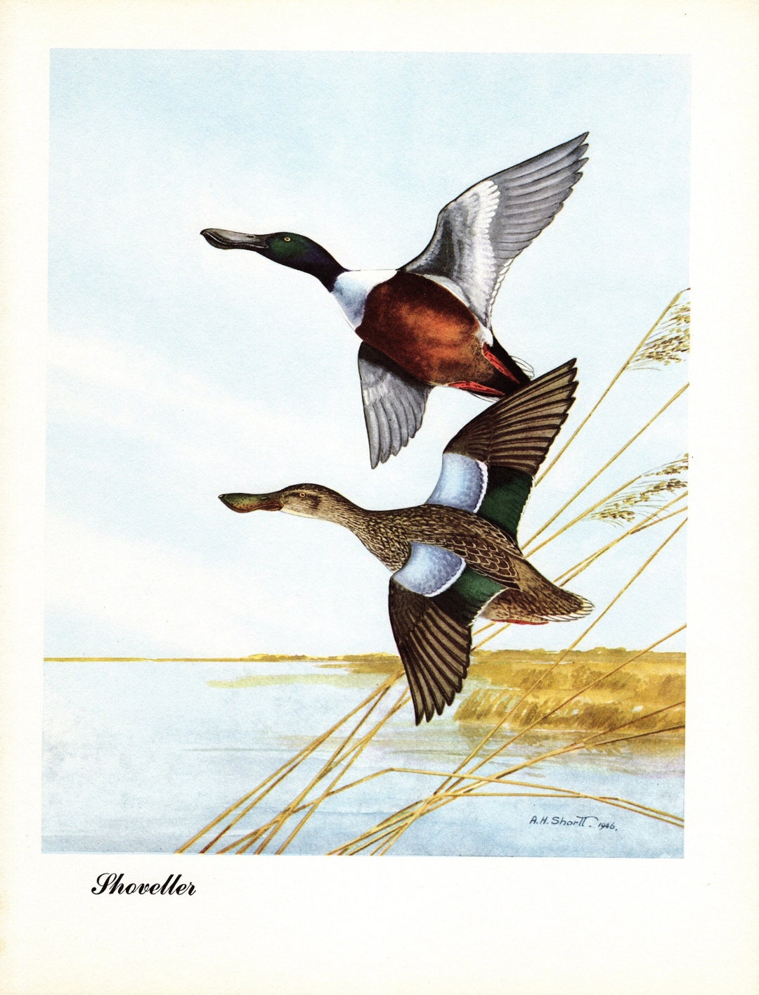 Vintage Shoveller Duck Print Wall Art Decor 1950s Shoveller Duck Bird ...