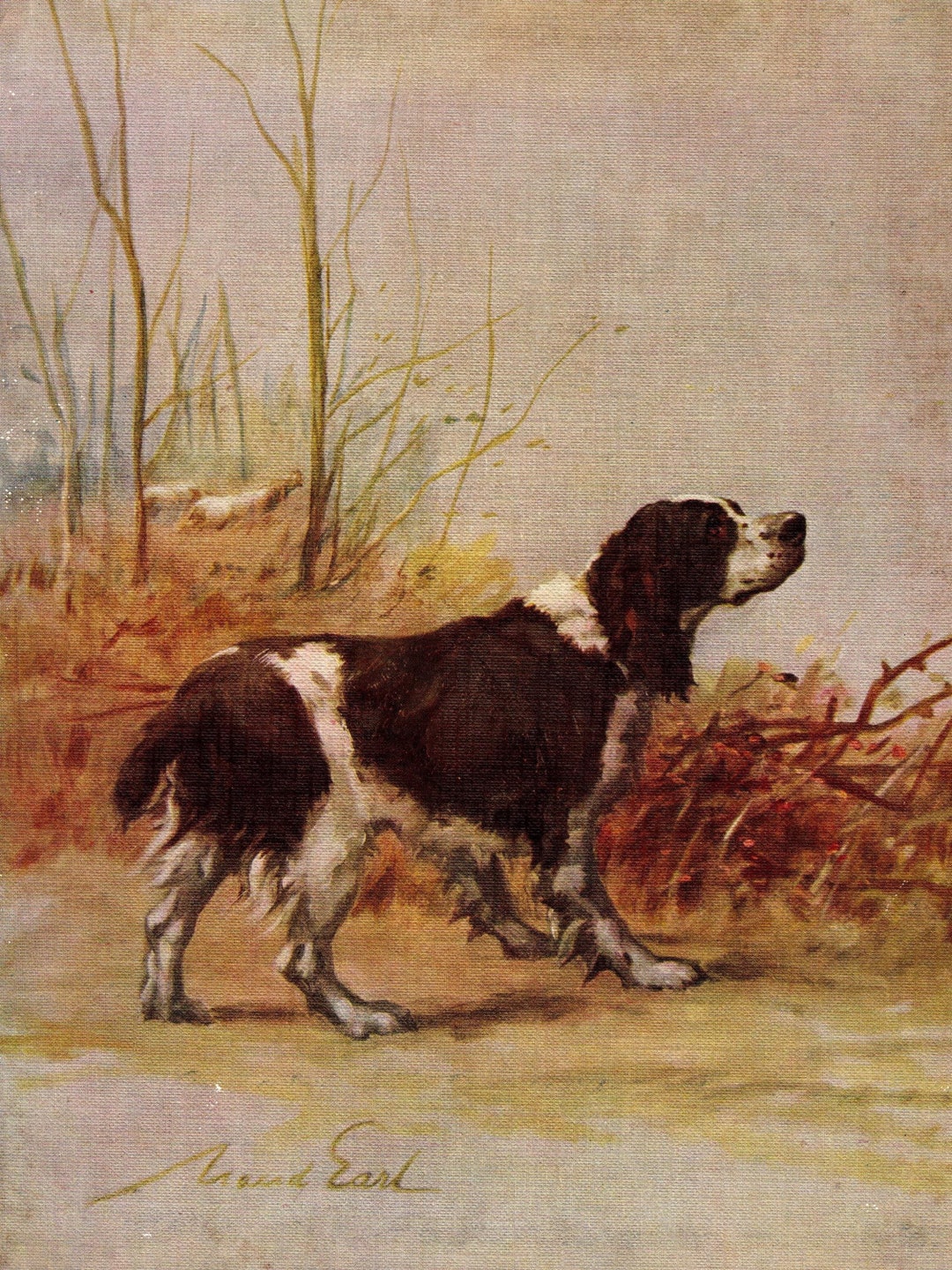 1930's Antique Springer Spaniel Print Wall Art Decor Maud Earl Springer ...