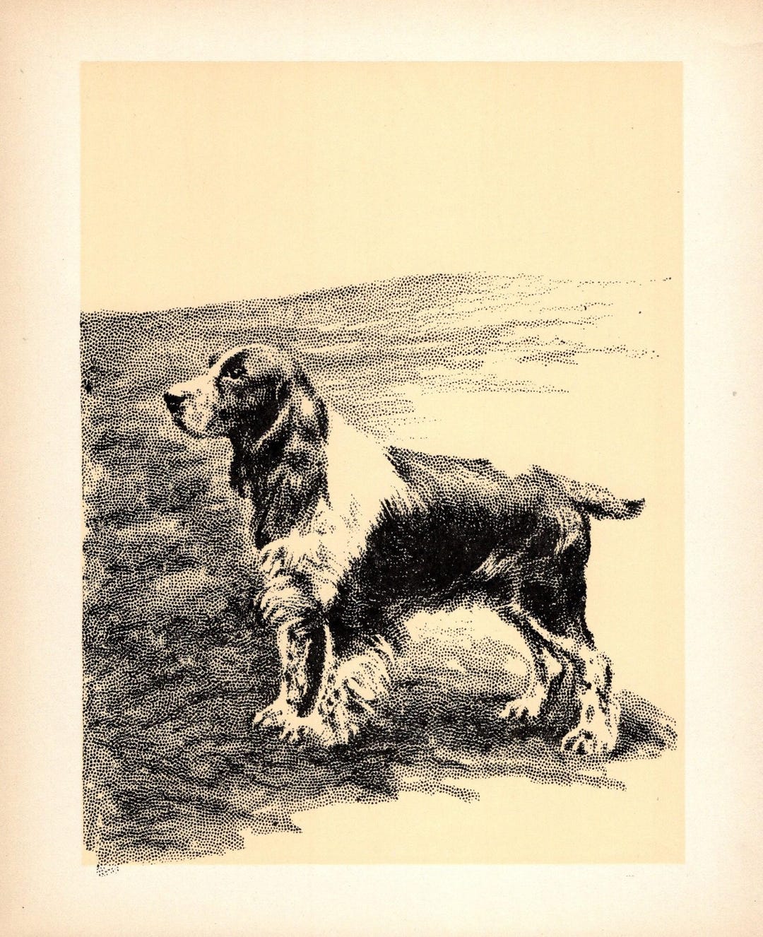 Antique Springer Spaniel Print Wall Art Decor Vintage 1933 Cleanthe ...