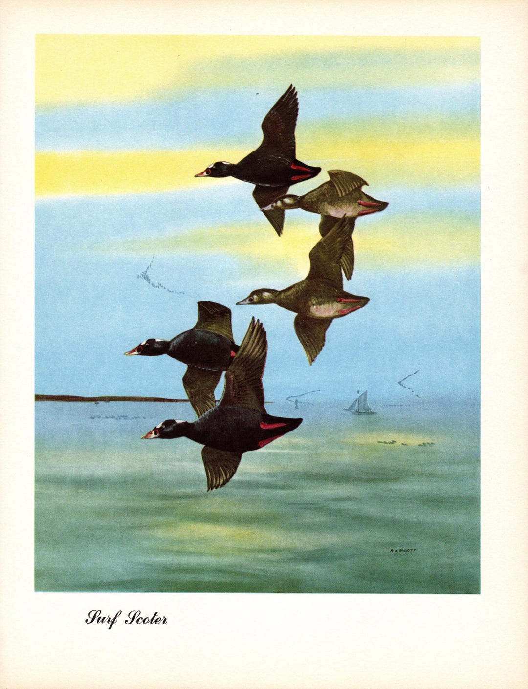 Vintage Duck Art Print Surf Scoter Duck Wall Art Decor 1950s Bird Print ...