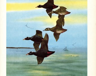 Vintage Green Winged Teal Duck Print Wall Art Decor 1950s Teal Duck ...
