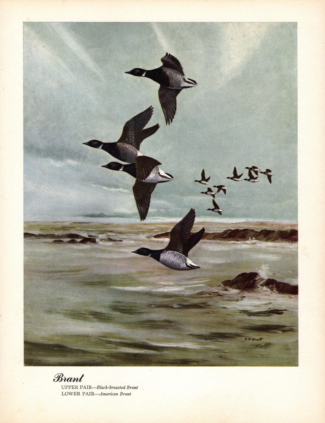 Vintage Goose Art Print Flying Geese Wall Art Decor 1950s Bird Print ...
