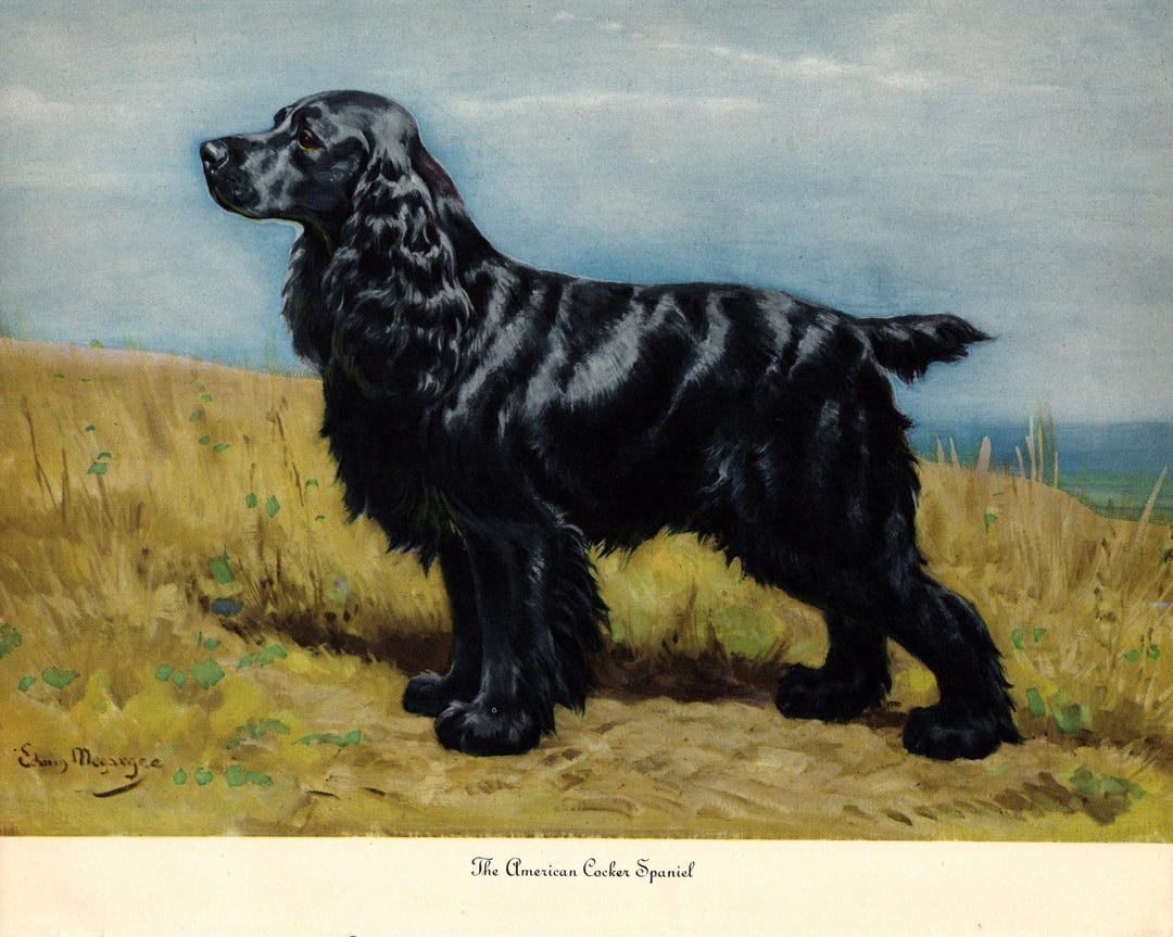 Antique Cocker Spaniel Print Wall Art Decor Vintage 1942 Edwin Megargee ...