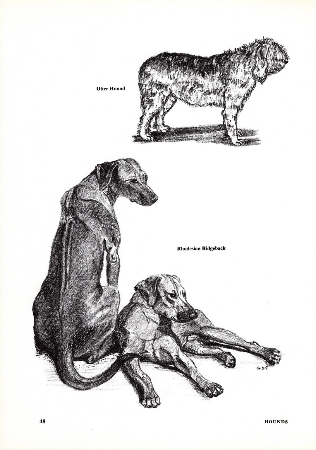 Vintage Rhodesian Ridgeback Print Illustration 1962 Gladys Emerson Cook ...