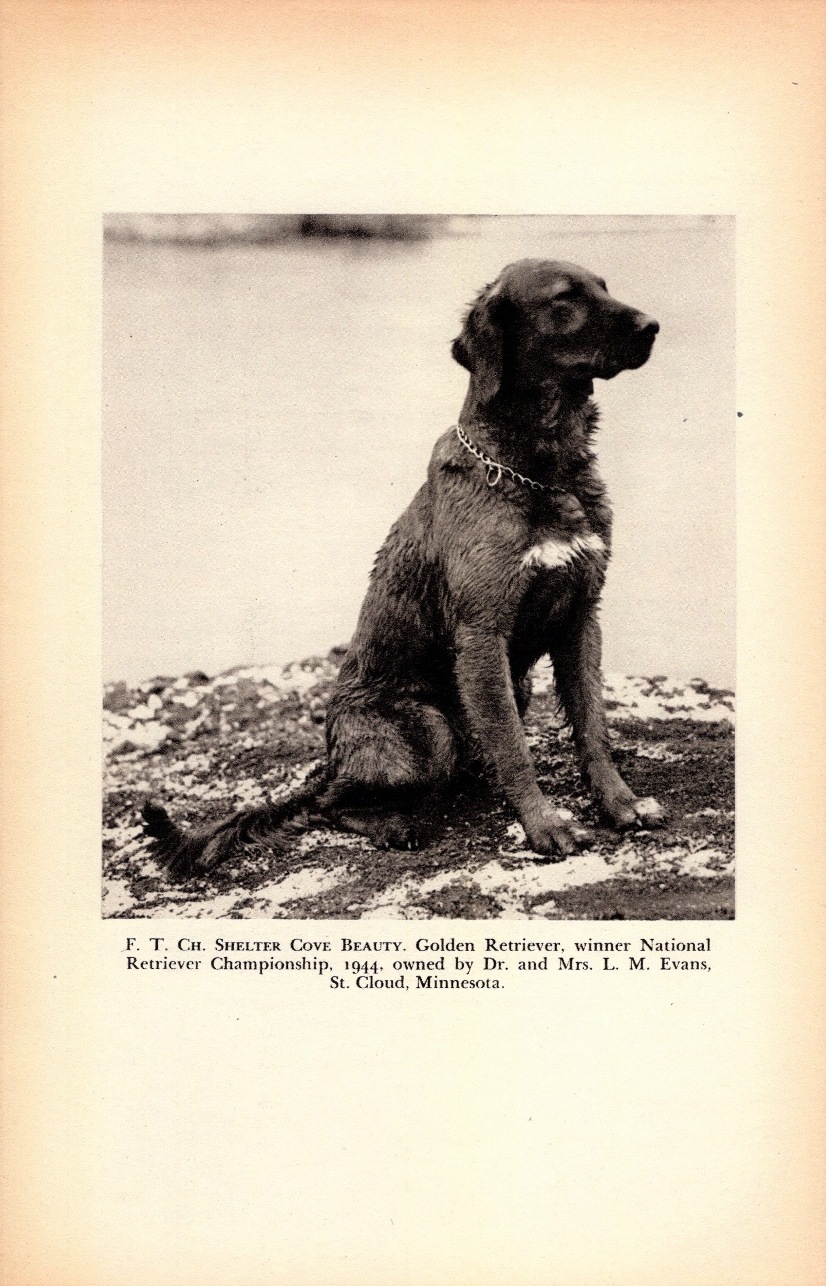 Duck Hunting Golden Retrievers