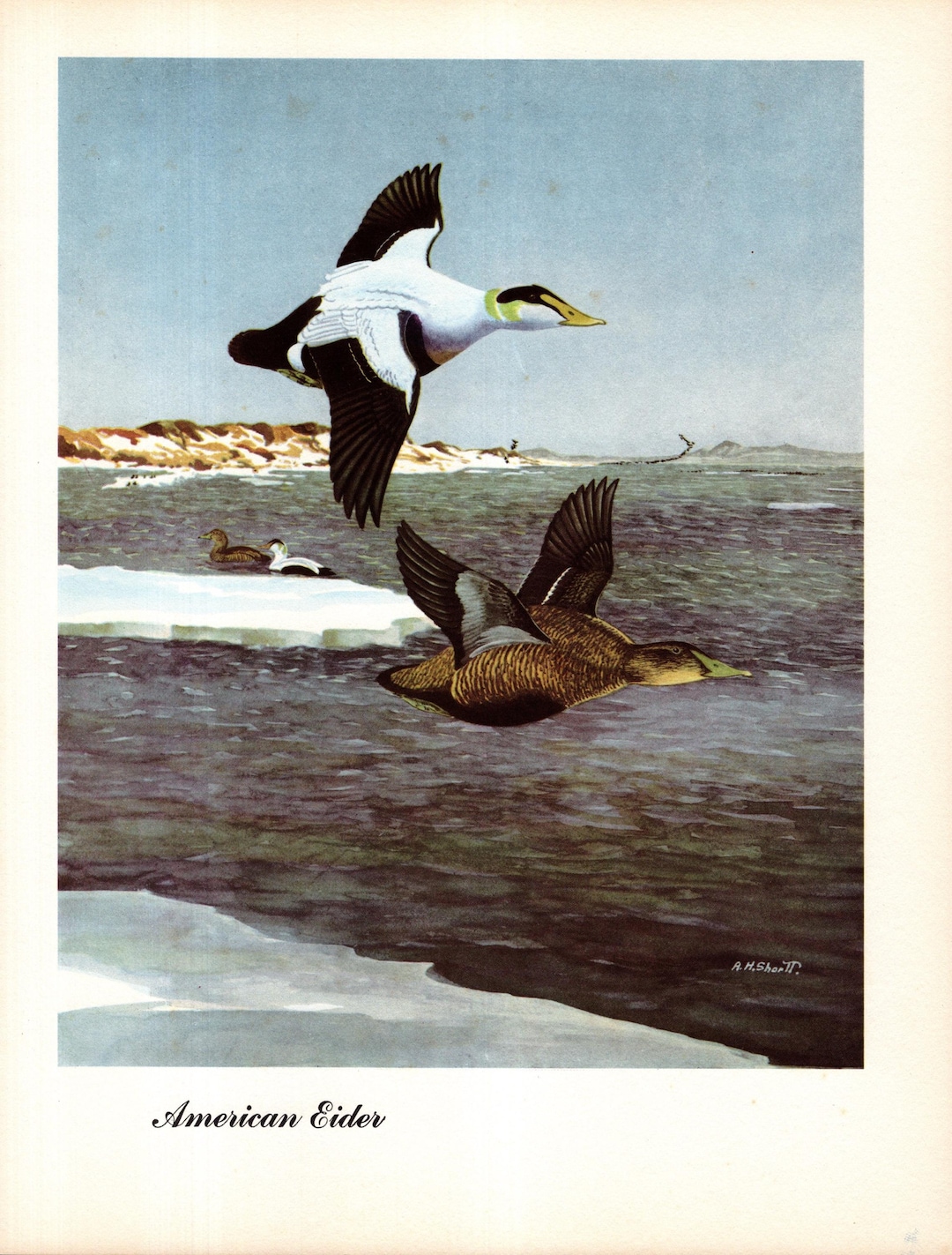 Vintage American Eider Duck Print Wall Art Decor 1950s Bird Print Duck ...