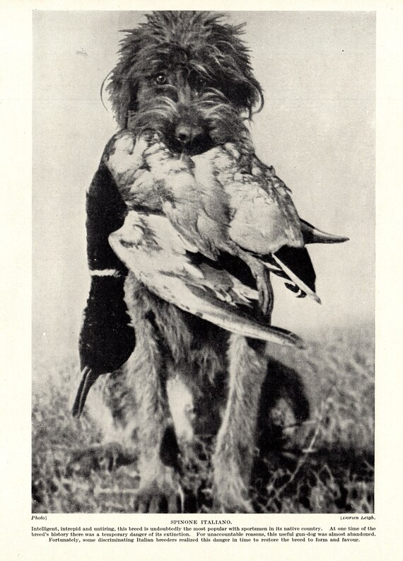 1930's Antique Spinone Italiano Dog Print Hunting Dog and | Etsy