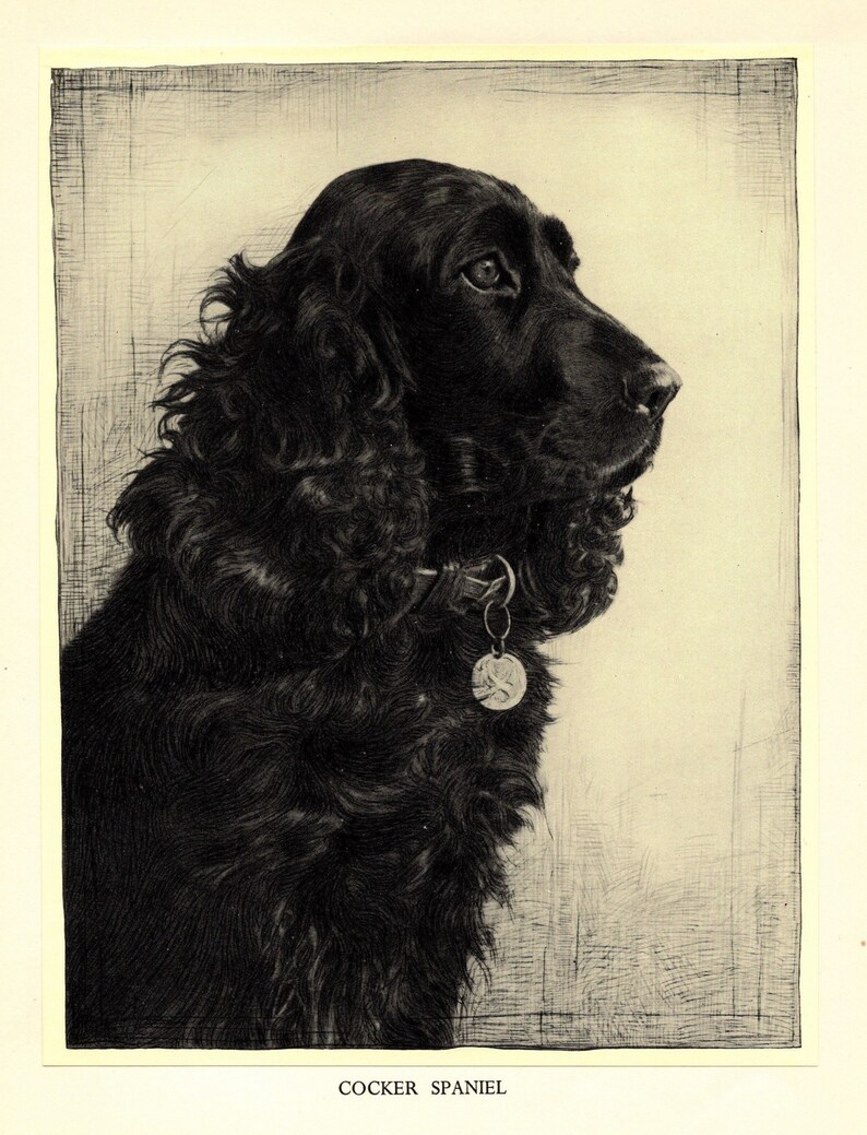 1935 Antique Cocker Spaniel Dog Art Print Lovely Malcolm - Etsy