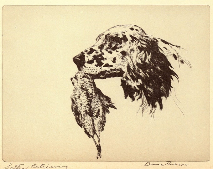 1935 Antique ENGLISH SETTER Print Diana Thorne English Setter - Etsy