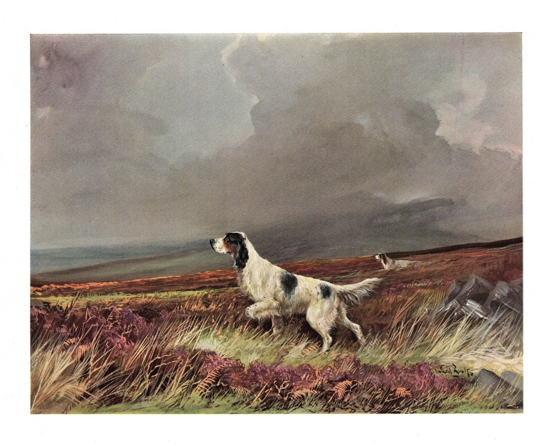 Antique English Setter Print Wall Art Decor Ward Binks English - Etsy