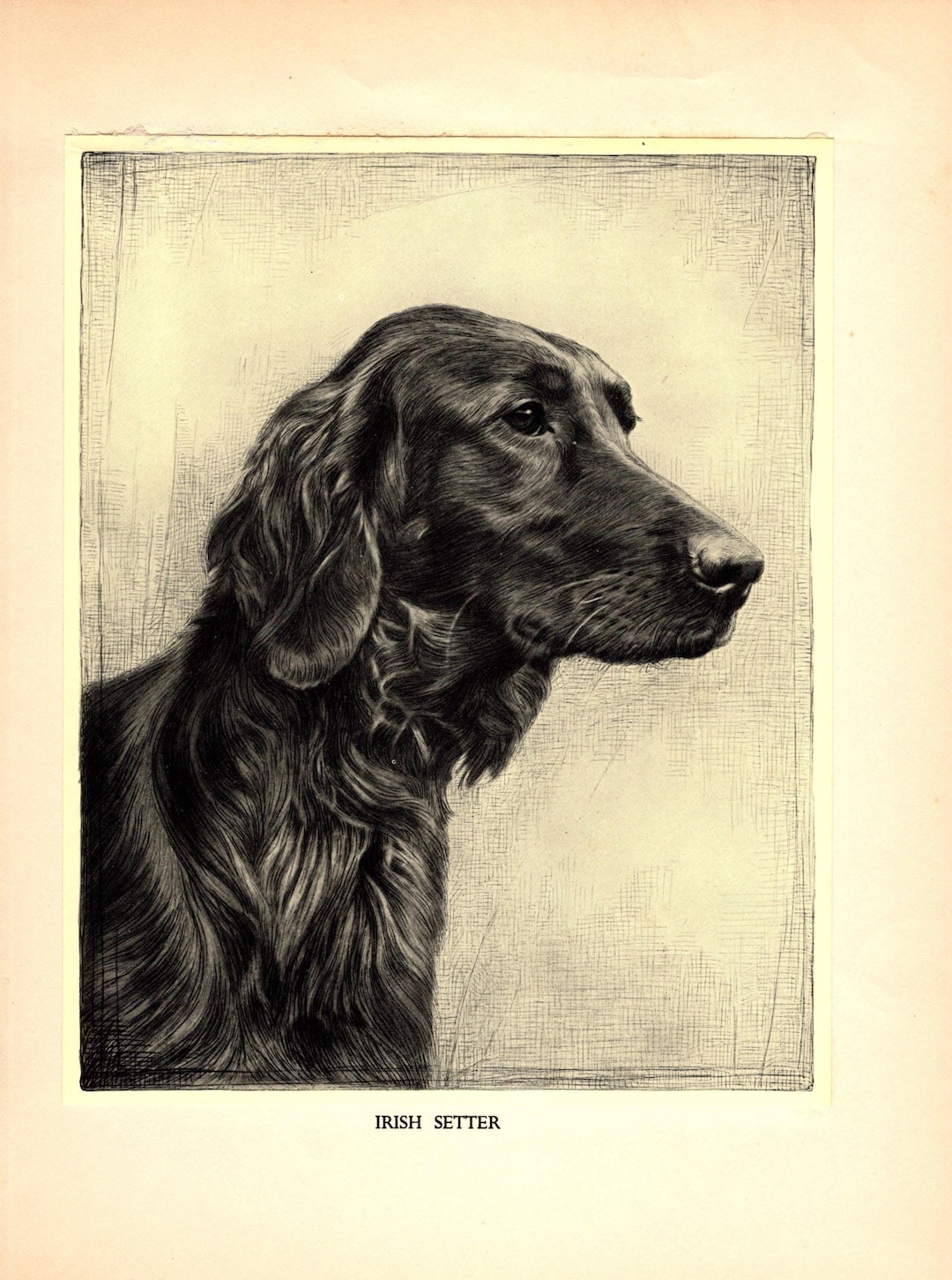 1935 Antique Irish Setter Print Wall Art Decor Lovely Malcolm Nicholson ...