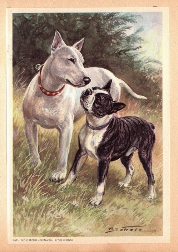 Vintage Boston Terrier Art